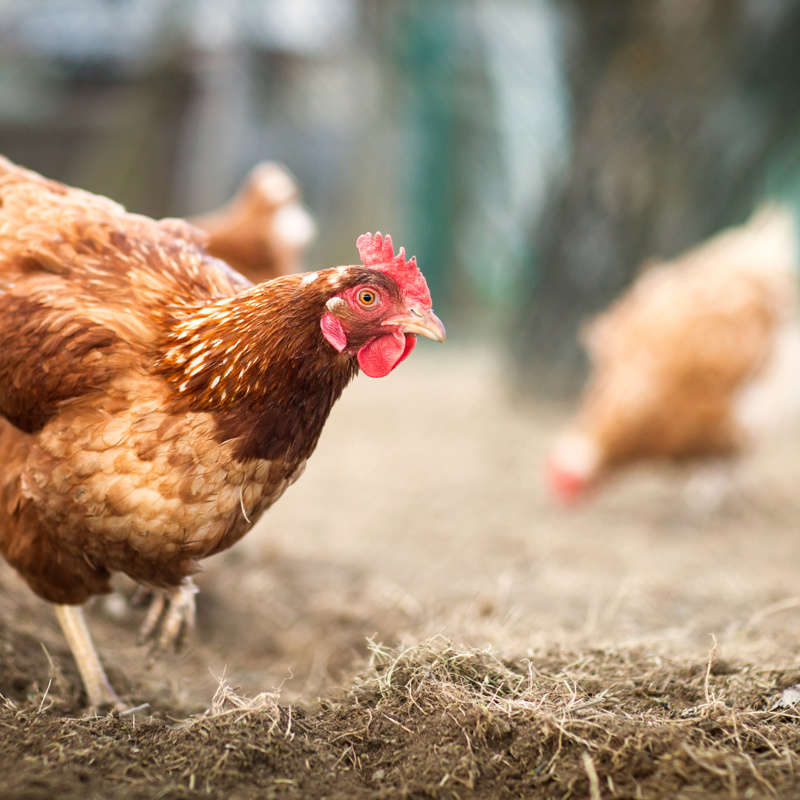 A Natural Chemistry | Oleon